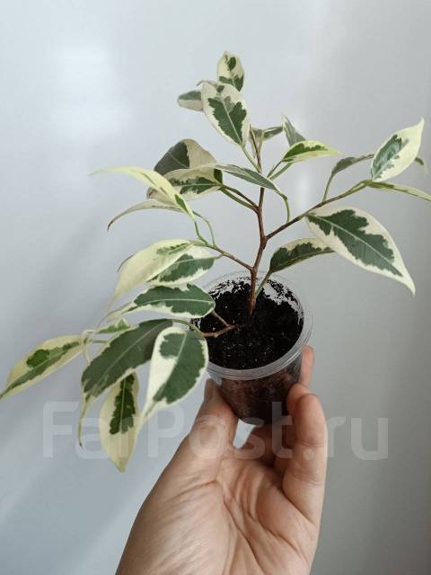 Фикус Бенджамина «Лакиа»- F.benjamina «Laguia», в наличии. Цена: 700 ...