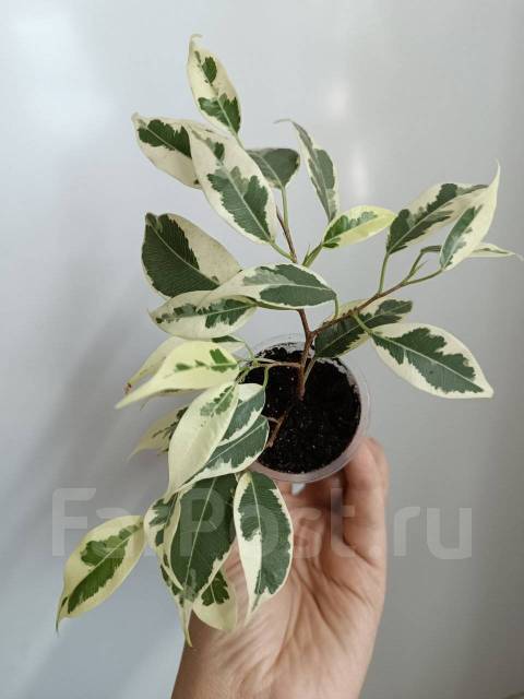 Фикус Бенджамина «Лакиа»- F.benjamina «Laguia», в наличии. Цена: 700 ...