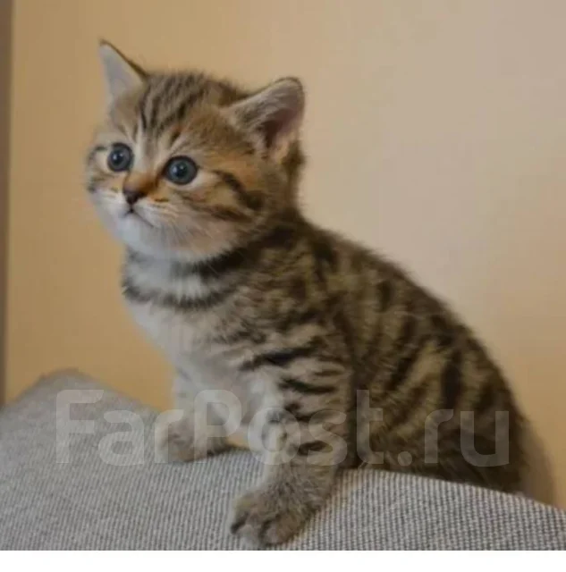 Шотландская кошечка золотистый табби, в наличии. Цена: 15 000₽ во ...