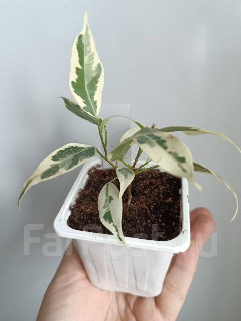 Фикус Бенджамина «Лакиа»- F.benjamina «Laguia», в наличии. Цена: 500 ...