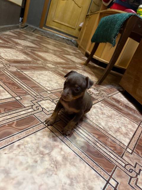 Мини русский той терьер, в наличии. Цена: 25 000₽ во Владивостоке