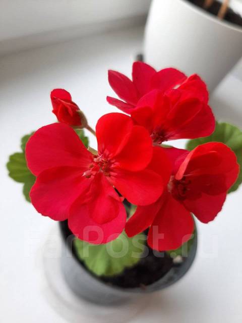 Пеларгония зональная Bold Beacon, в наличии. Цена: 300₽ во Владивостоке