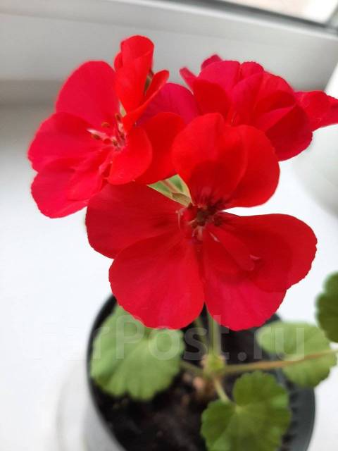 Пеларгония зональная Bold Beacon, в наличии. Цена: 300₽ во Владивостоке