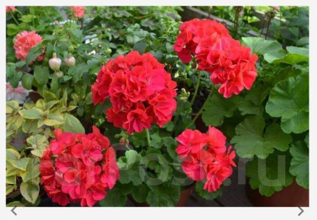 Пеларгония зональная Bold Beacon, в наличии. Цена: 300₽ во Владивостоке