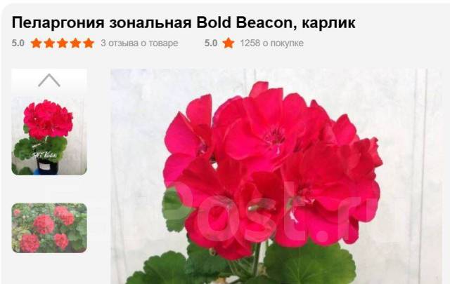 Пеларгония зональная Bold Beacon, в наличии. Цена: 300₽ во Владивостоке