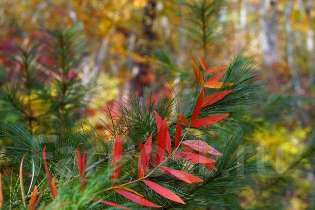Zenitar-C_50mm_f1.2 - cверхсветосильный портретник для Canon и БЗ, 62 ...