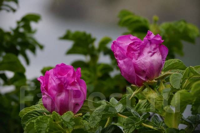 Zenitar-C_50mm_f1.2 - cверхсветосильный портретник для Canon и БЗ, 62 ...