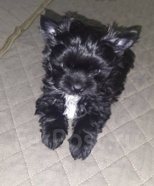 Щенок Цветного йорка, под заказ. Цена: 50 000₽ в Хабаровске